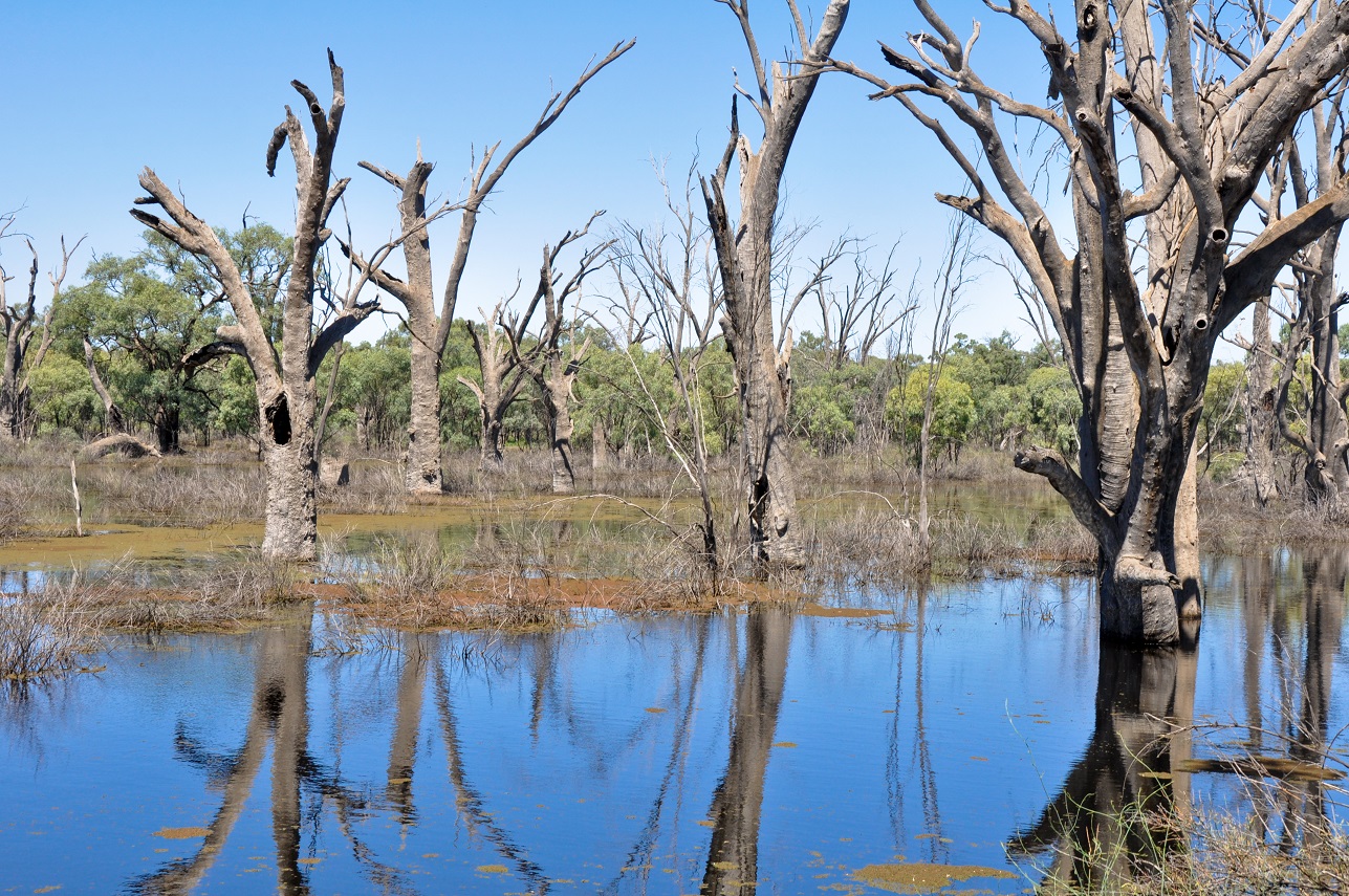 shutterstock_74882248_Murray-River-wetland-flood_Trimmed – HARC